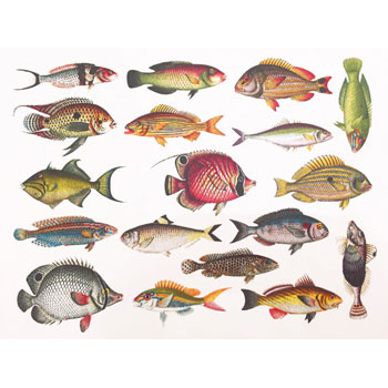 Milestone Decal Art Small Colorful Fish #1 Foodsafe Decals | Clay King