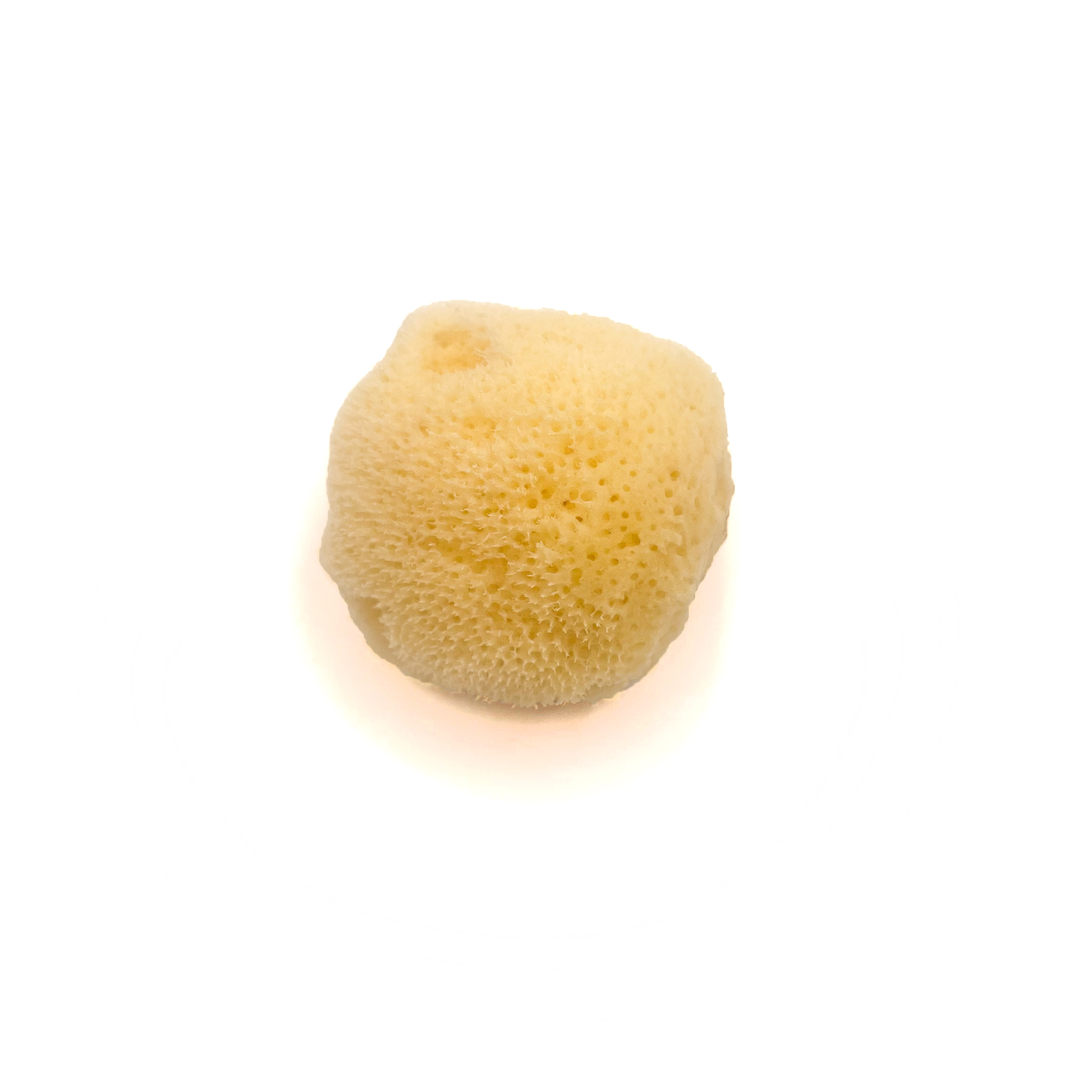 Silk Potter’s Sponge | Clay King